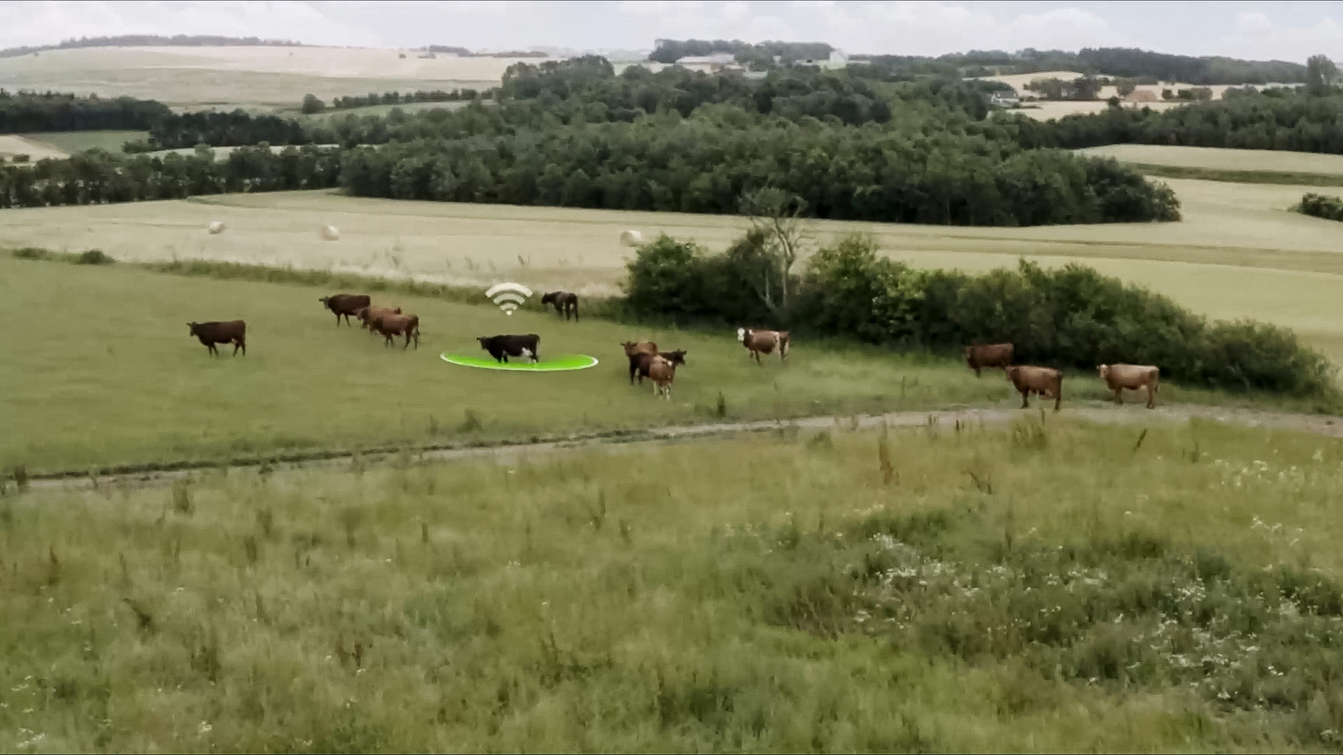 Friland - Cow Art | ZUPA