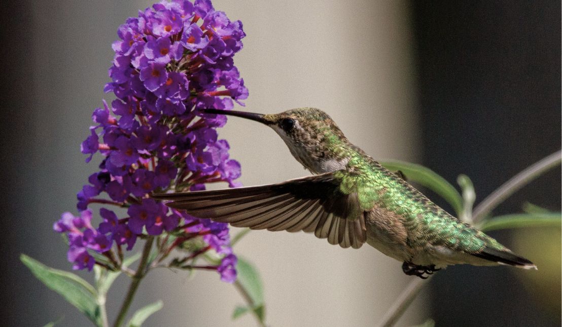 14 Pollinator Plants to Bring Color to Your Garden