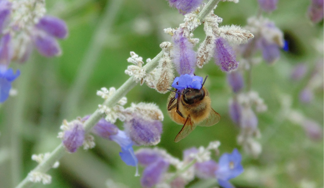 Beyond Honey Bees: The Plight of Wild Bees and What We Can Do to Help