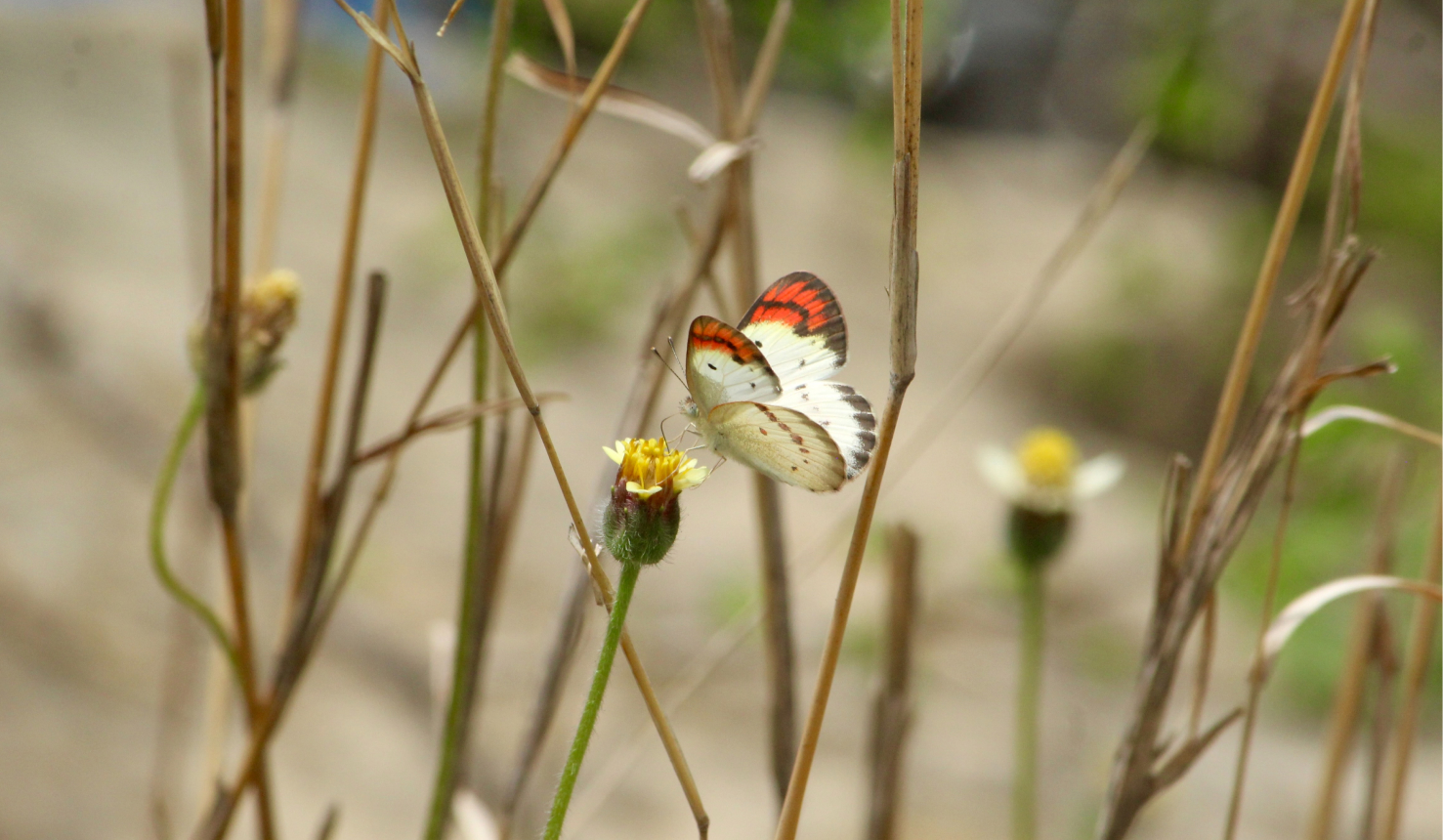 Biodiverse Lawns: 8 Reasons to Embrace a More Natural Landscape