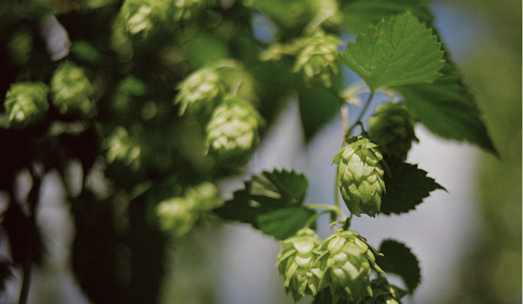 Climate Change and Beer: Exploring the Uncertain Future of Hops