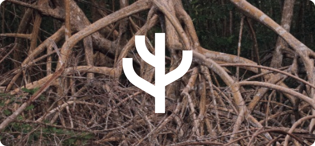 Commons Offset Portfolio: Delta Blue Carbon