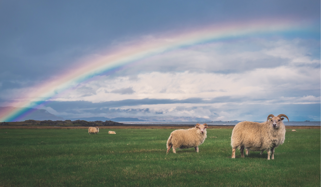 Queer Ecology: 8 Examples in Wildlife