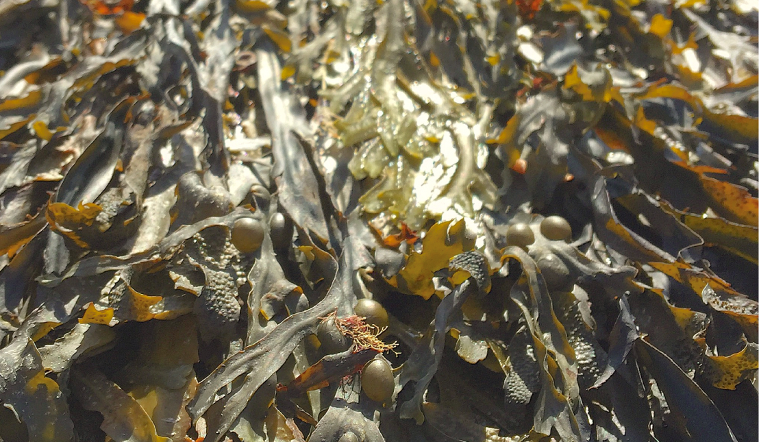 Why Seaweed is a Climate Solution‍