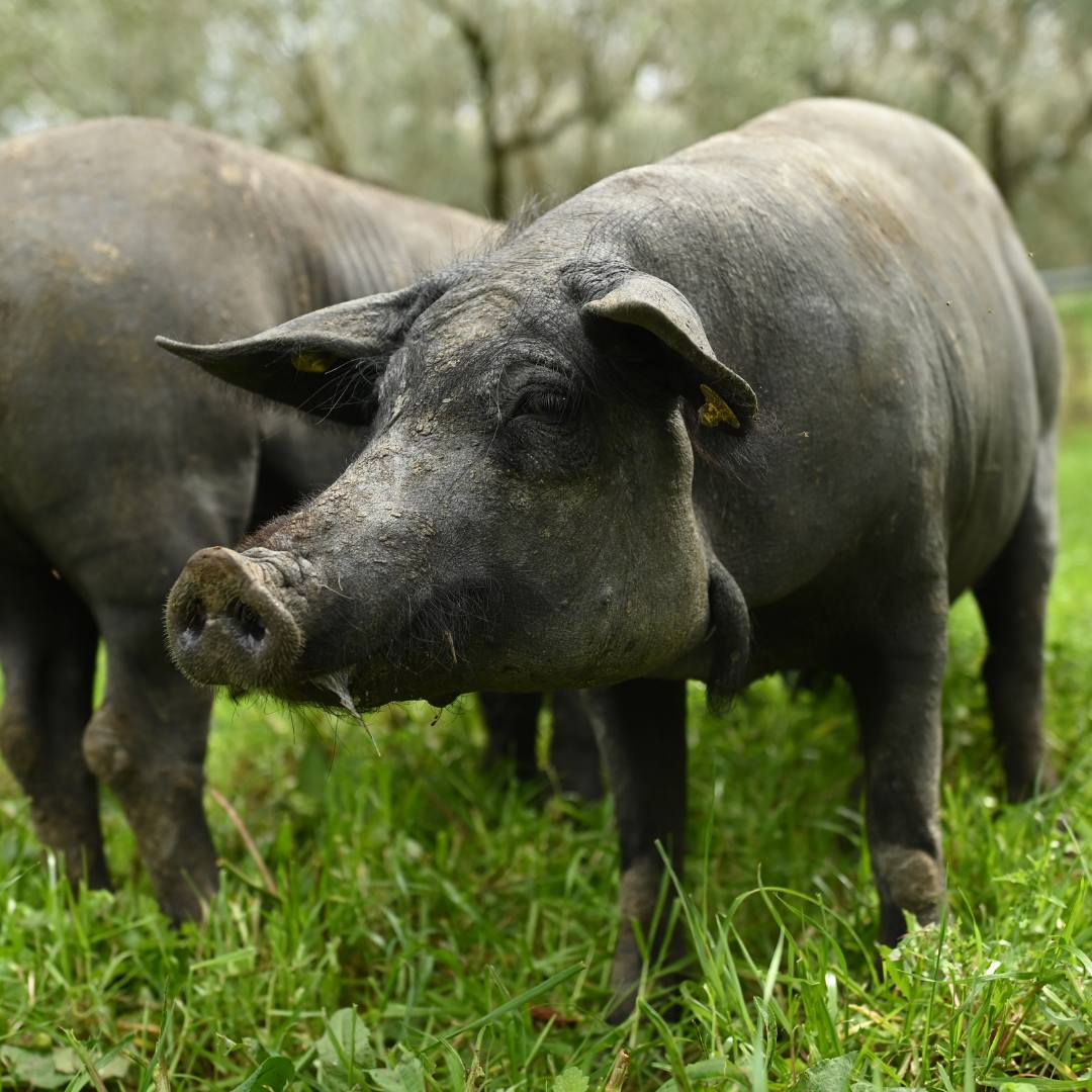Benvenuti da Casa Gasparro | Agri Resort del Cilento | Roccadaspide (SA) 🌿