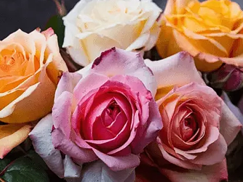 A Guide to Rose Colors and Their Meanings: Unveiling the Language of ...