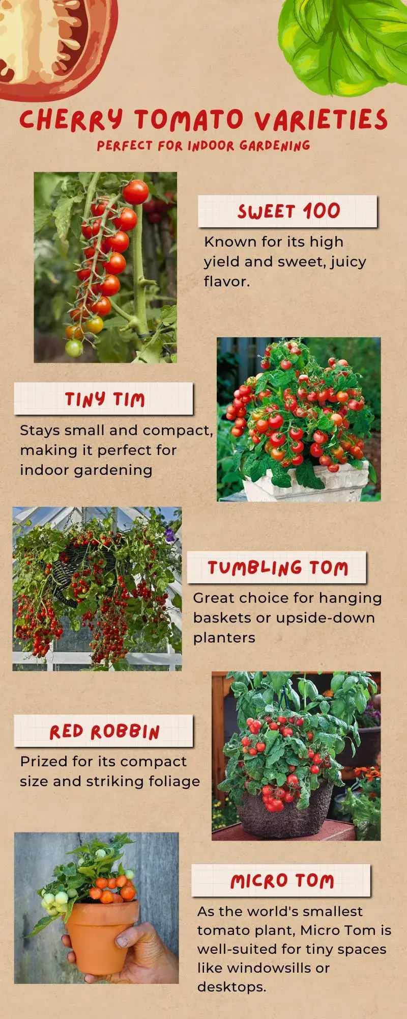 Grow Cherry Tomatoes Indoors: Best Tips for a Successful Indoor Garden ...