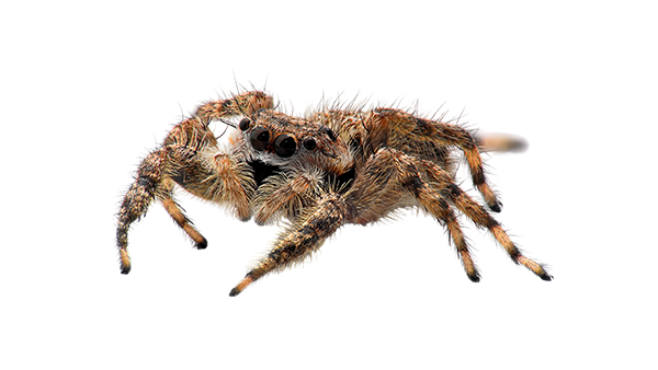 Mike's Pest Solutions