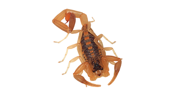 Mike's Pest Solutions