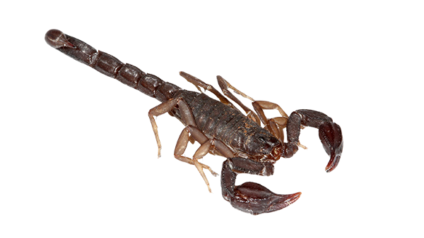 Mike's Pest Solutions