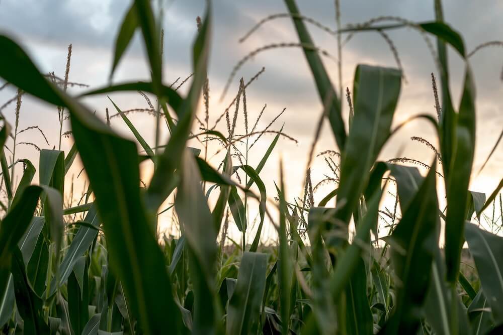 How Corn Impacts Our Health | The Momentum