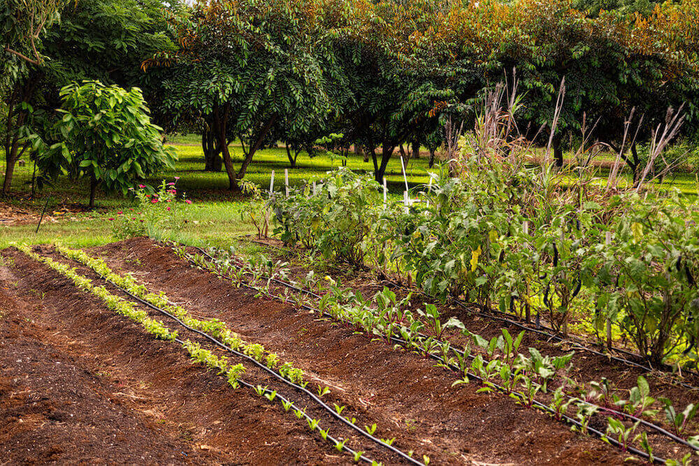 Enhancing Food Systems: 4 Paradigm Shifts To Take Us Forward | The Momentum