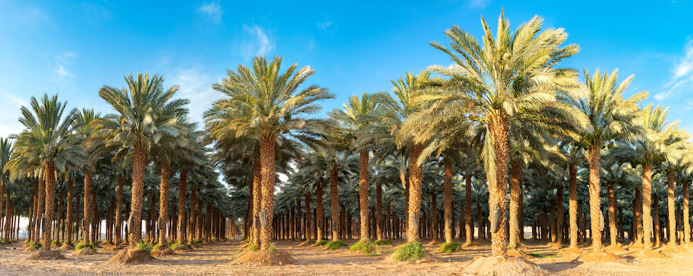 5 Things You Need To Know About Palm Oil | The Momentum