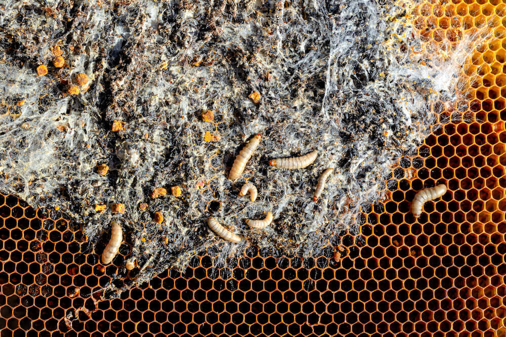 Superworms Eating Styrofoam & Plastic | The Momentum