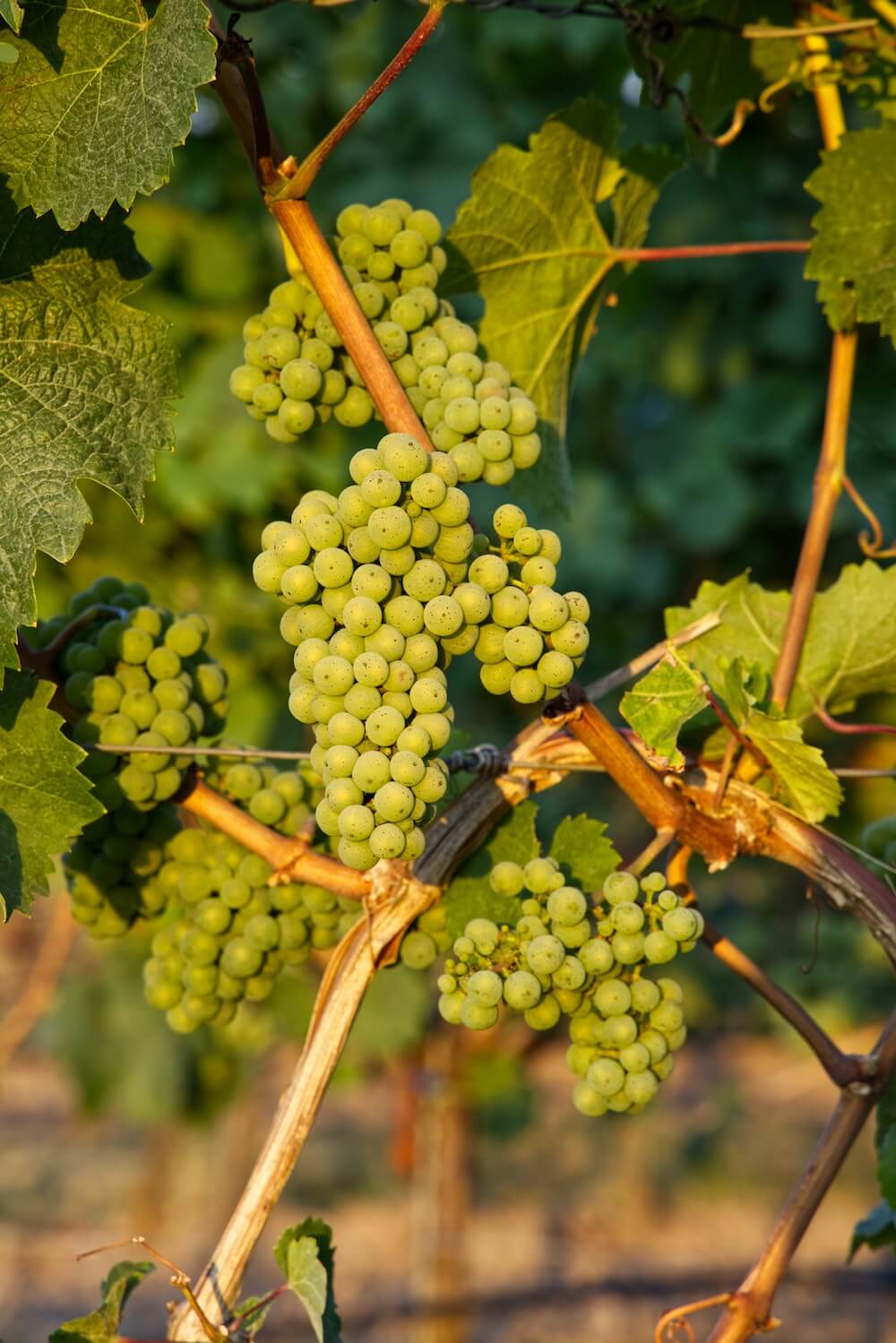 The Different Types Of Wine Grapes | The Momentum