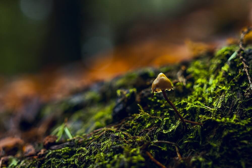 Not Just Mushrooms! The Many Uses of Fungi in Making Some of Our Best ...