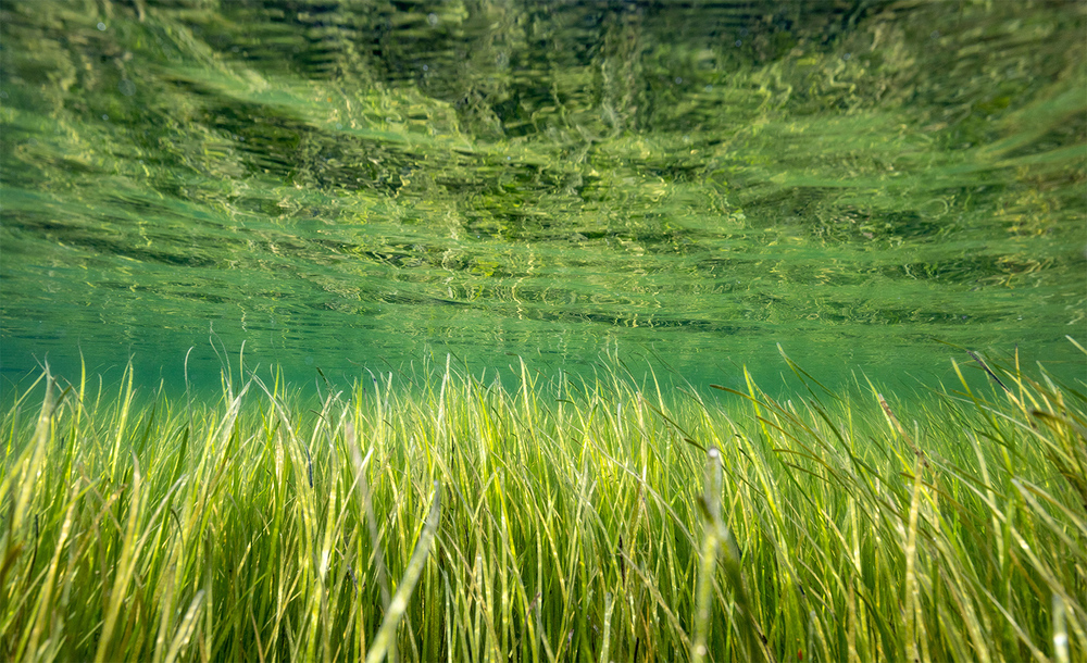 Revival Of Climate-Saving Eelgrass | The Momentum