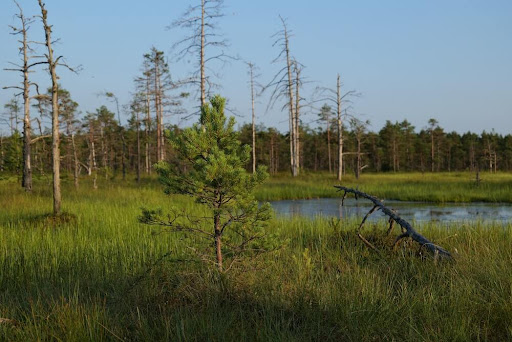 A Guide To Non-Intensive Rewilding | The Momentum