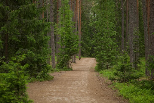 A Guide To Non-Intensive Rewilding | The Momentum