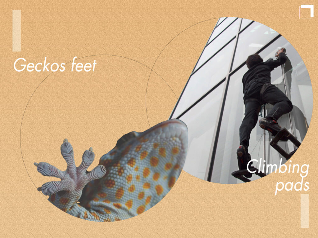 Biomimicry - Definition, Features and Examples