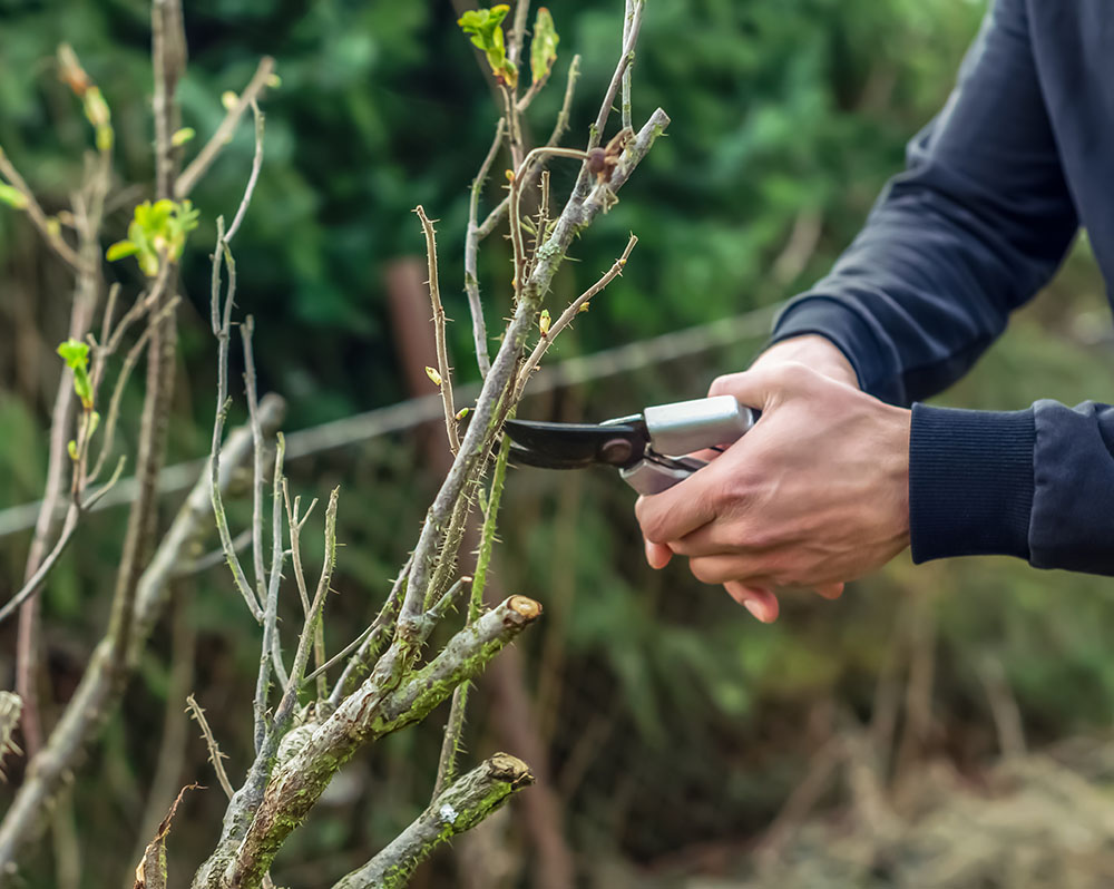 The Best Bush Pruning Service in Prarieville | Evergreen Grounds Management