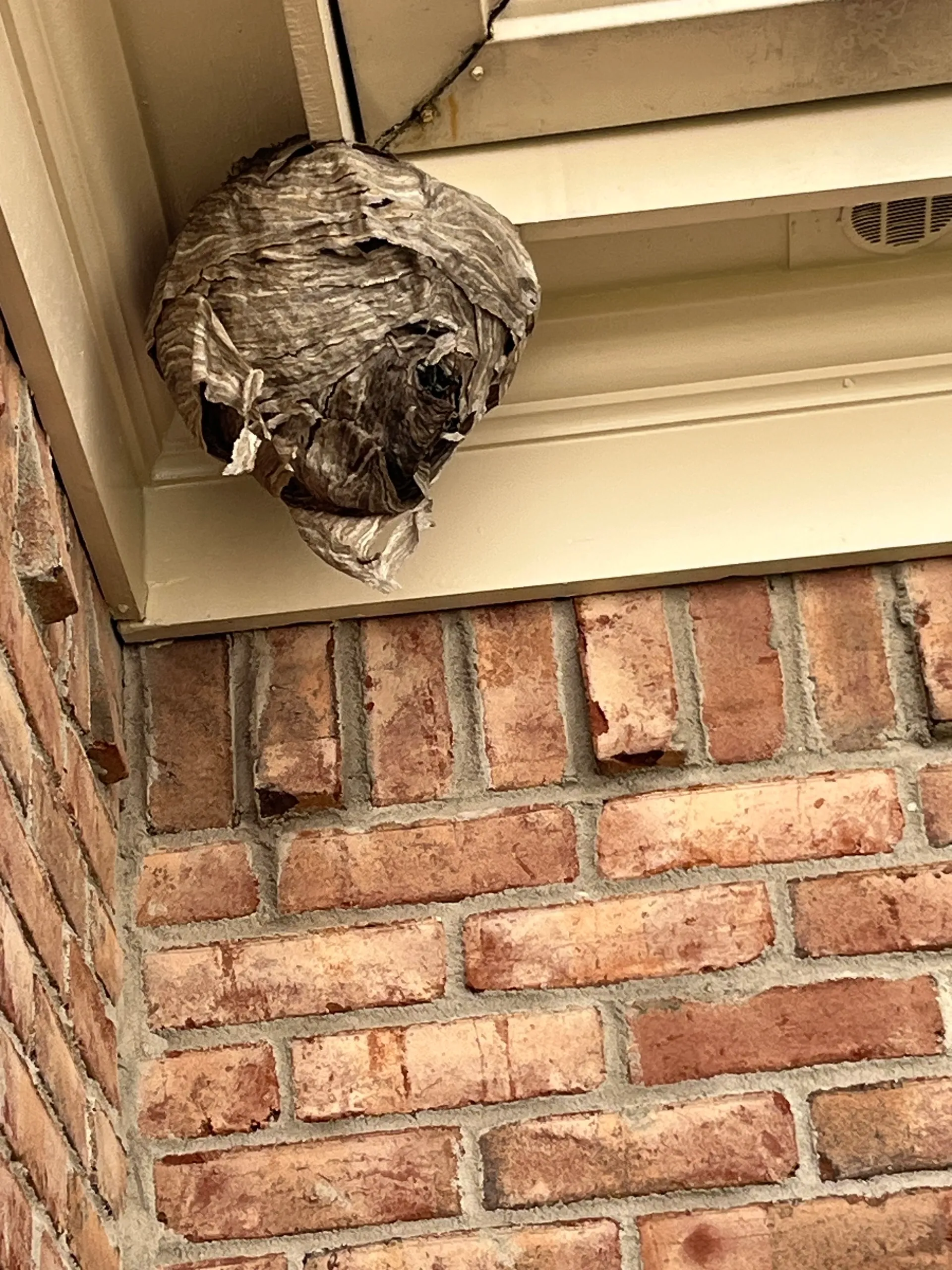 Pest Control in Smyrna, GA | Local Pest Exterminator