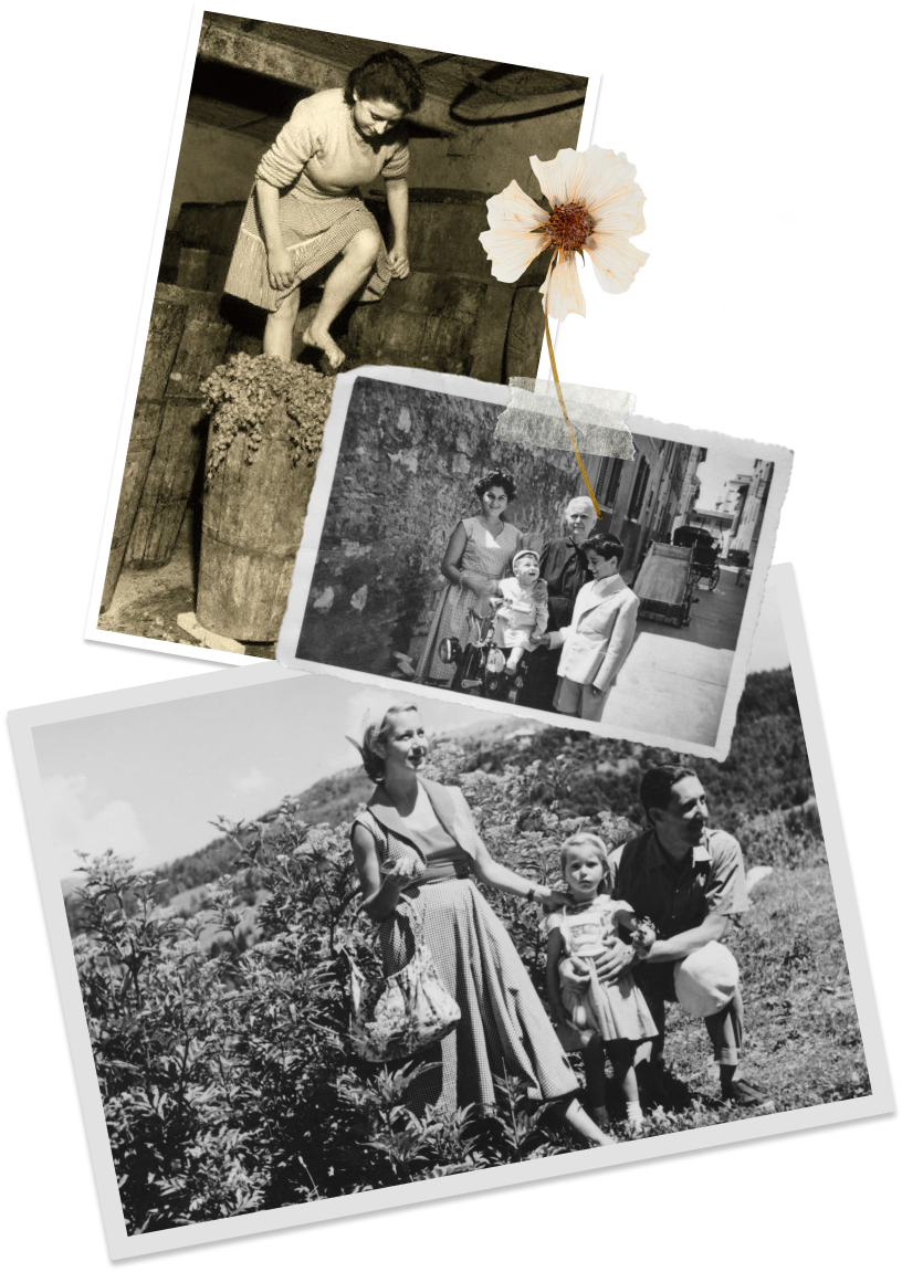 Ama Bene Wines • Rooted In Tradition