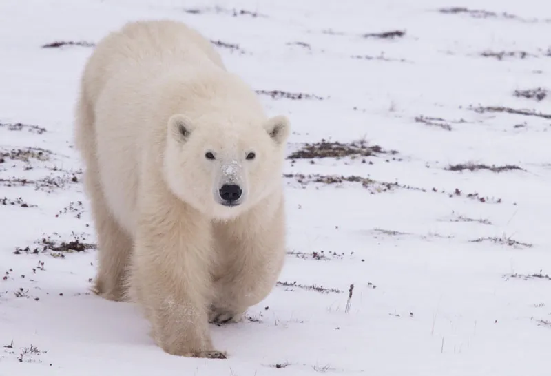 Visiting Churchill | Explore Churchill with Lazy Bear Expeditions