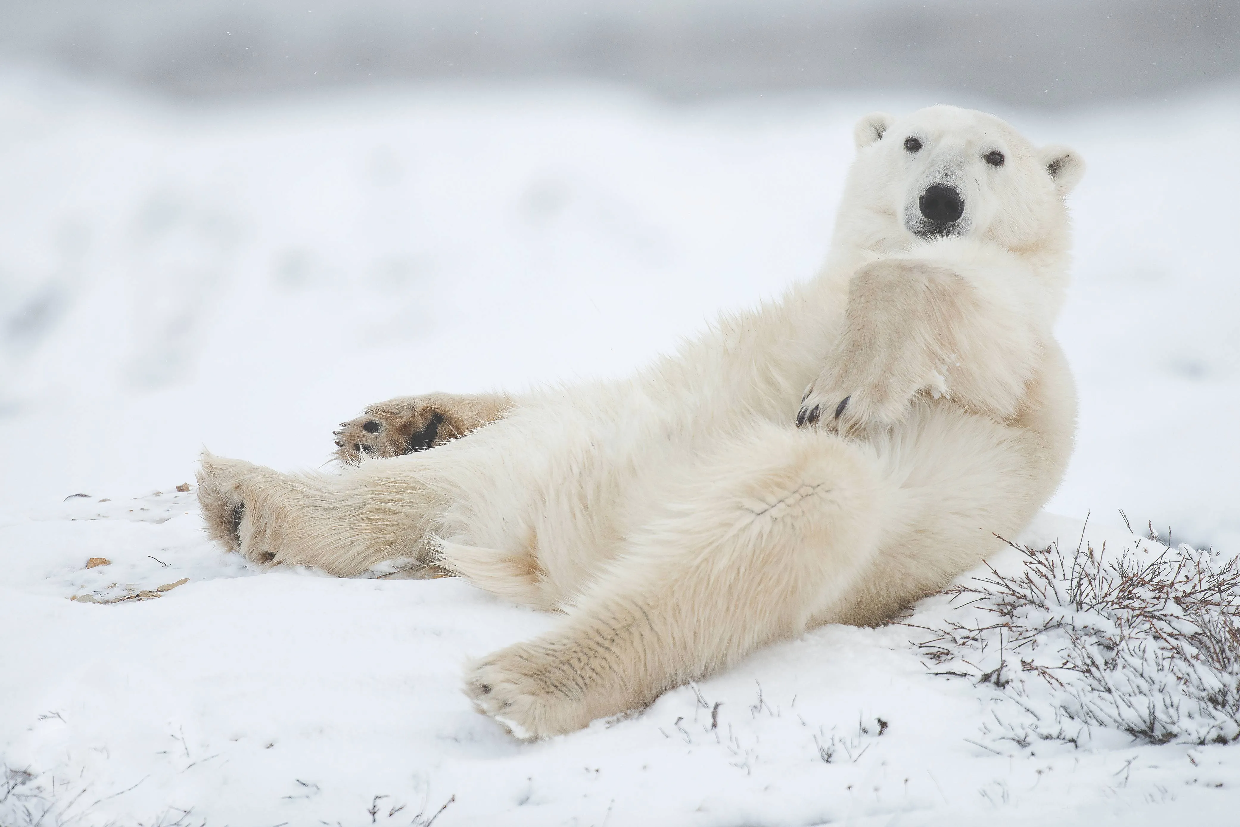Polar Bears of Churchill | Explore Churchill with Lazy Bear Expeditions