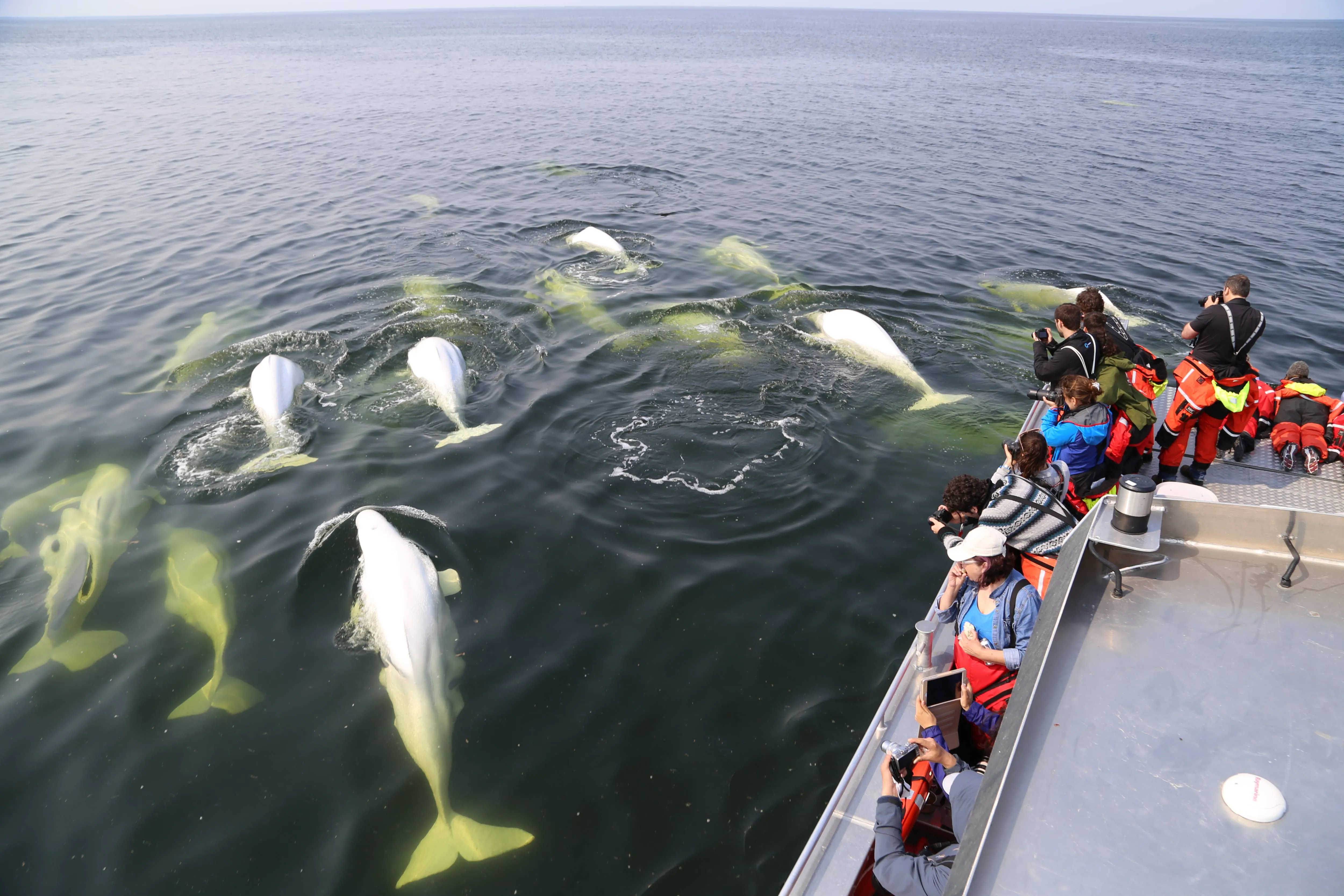 Beluga Whales of Hudson Bay | Explore Churchill with Lazy Bear Expeditions