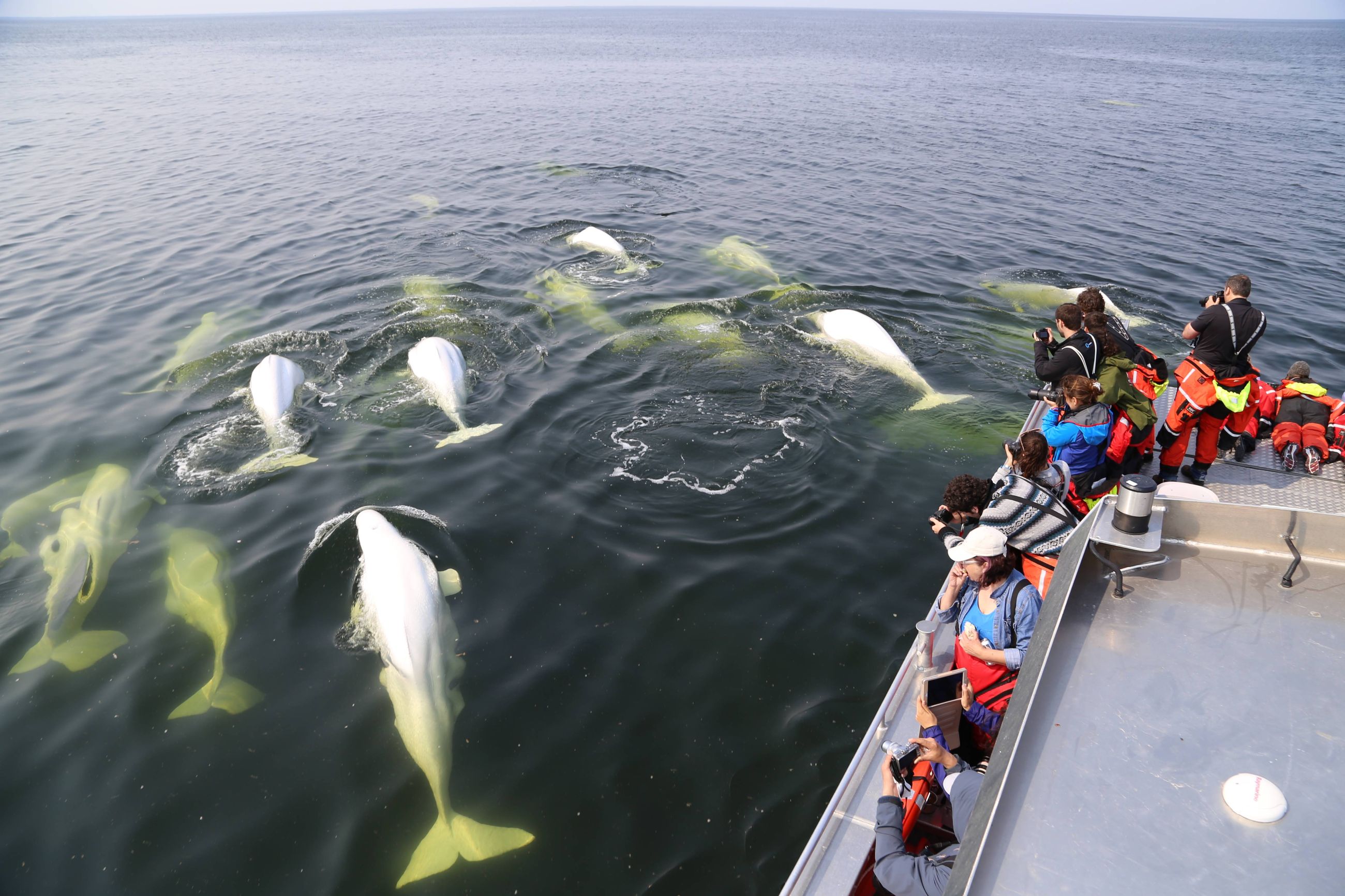 Beluga Whale Dream Tour | Explore Churchill with Lazy Bear Expeditions