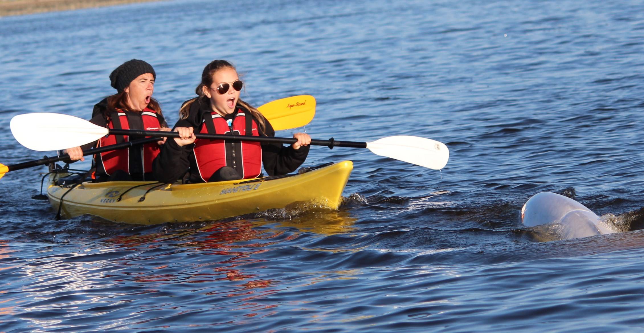 Here's where you can kayak with beluga whales in Canada