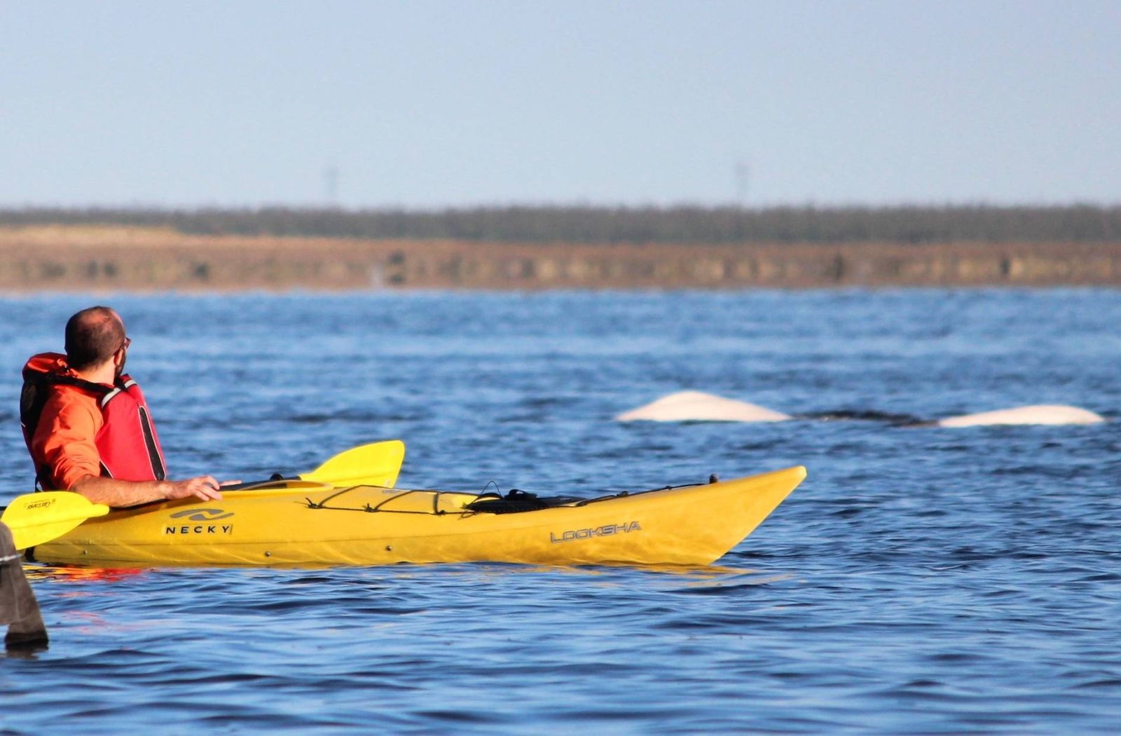 Beluga Whale Dream Tour | Explore Churchill with Lazy Bear Expeditions