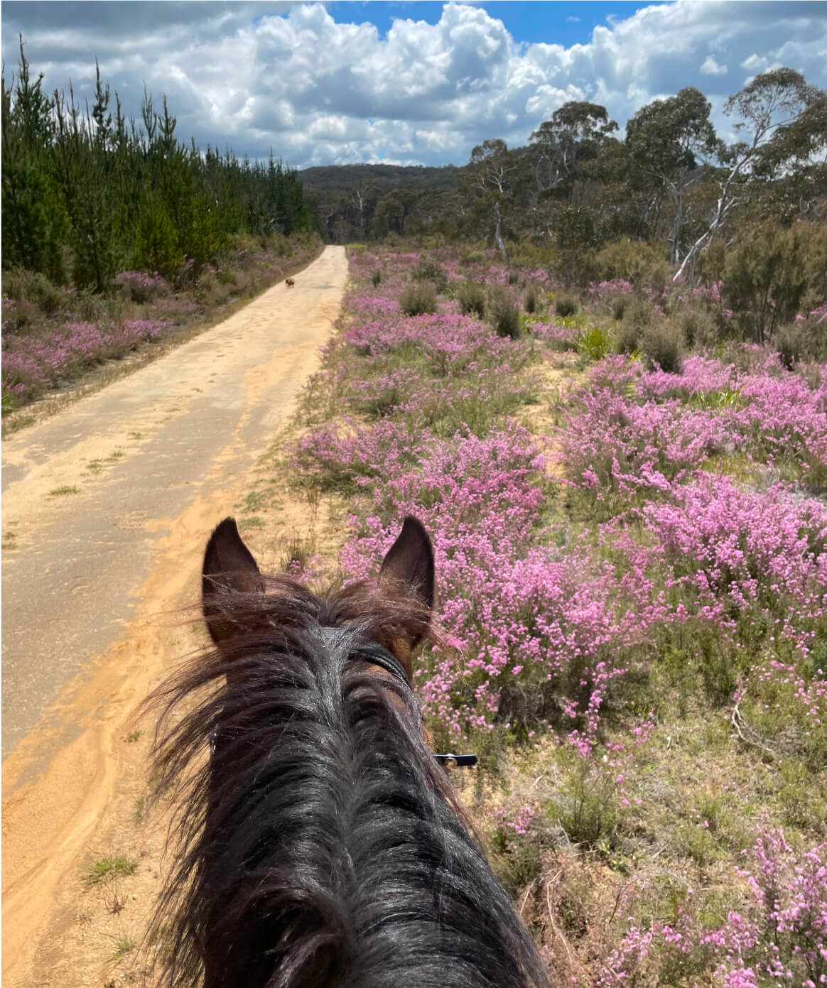 Highlands Equine Trail Adventures – Home