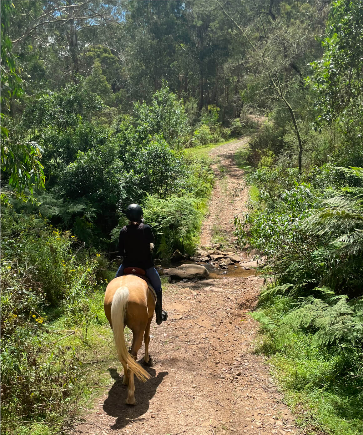 Highlands Equine Trail Adventures – Home