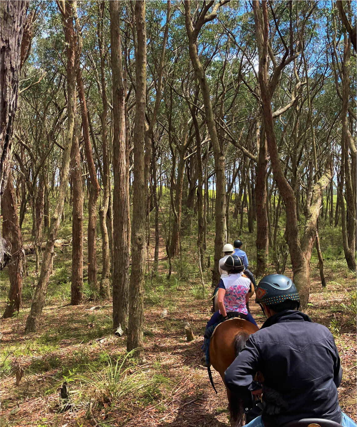 Highlands Equine Trail Adventures – Home