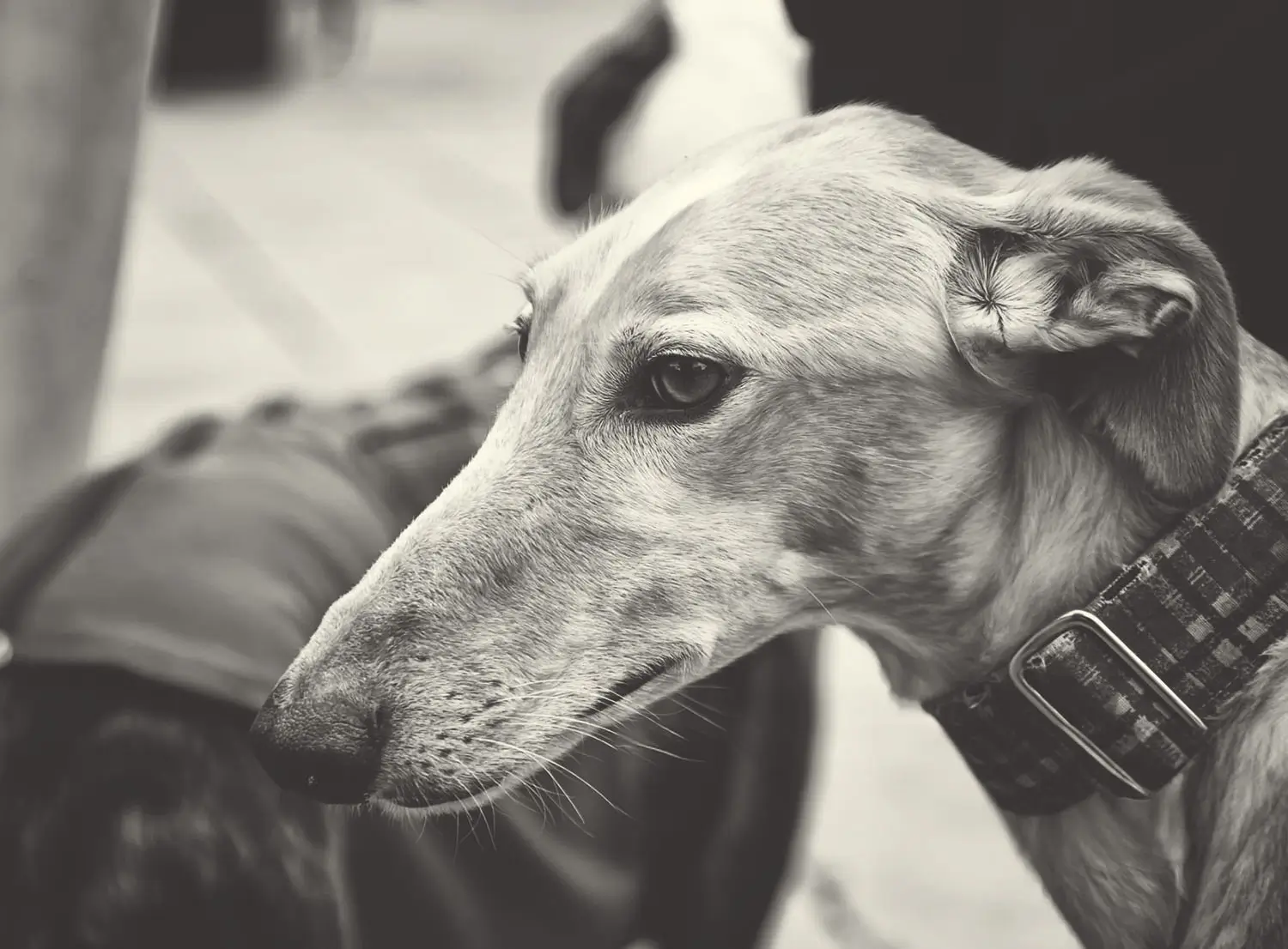 Why a Greyhound? - National Greyhound Adoption Month