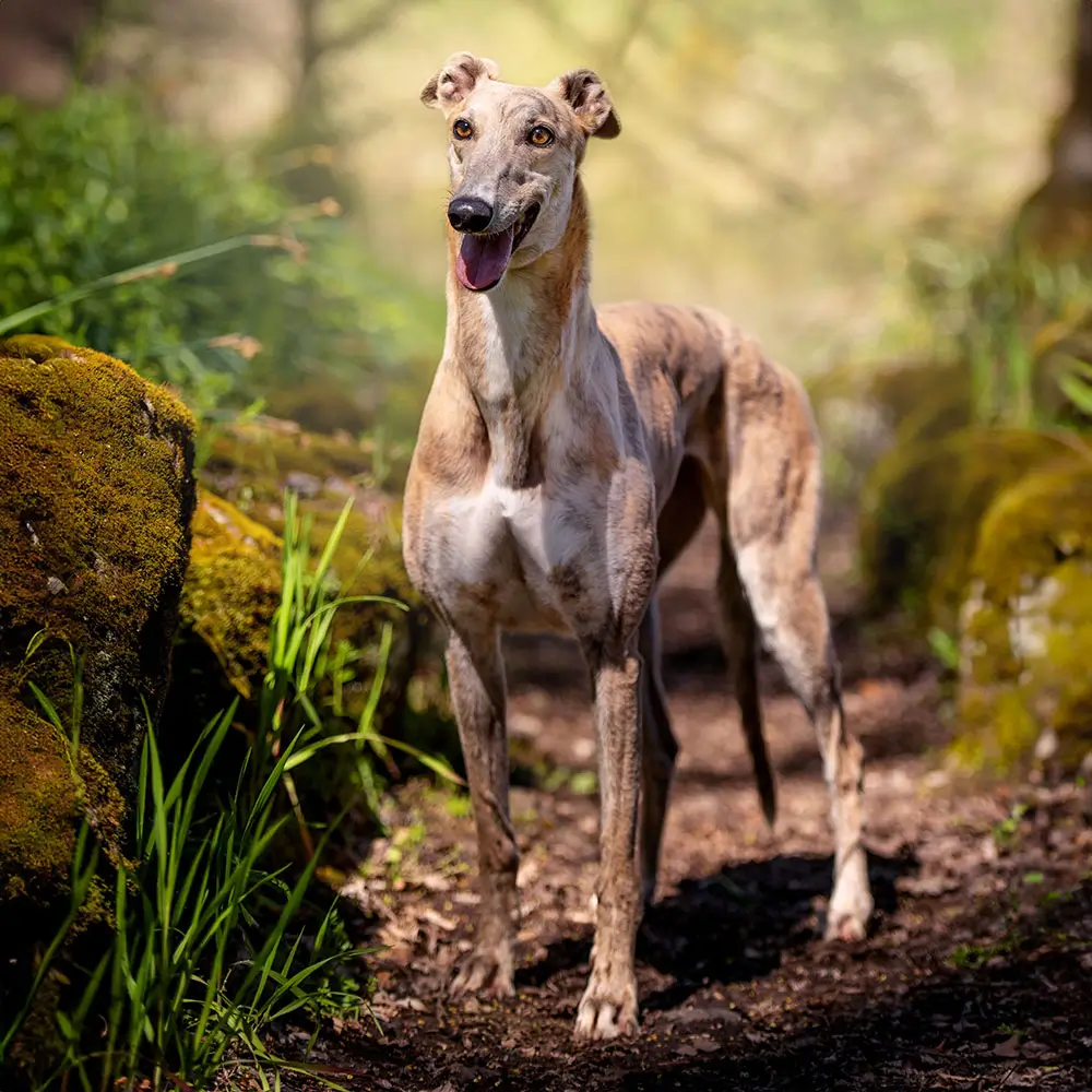What is GAP? - National Greyhound Adoption Month