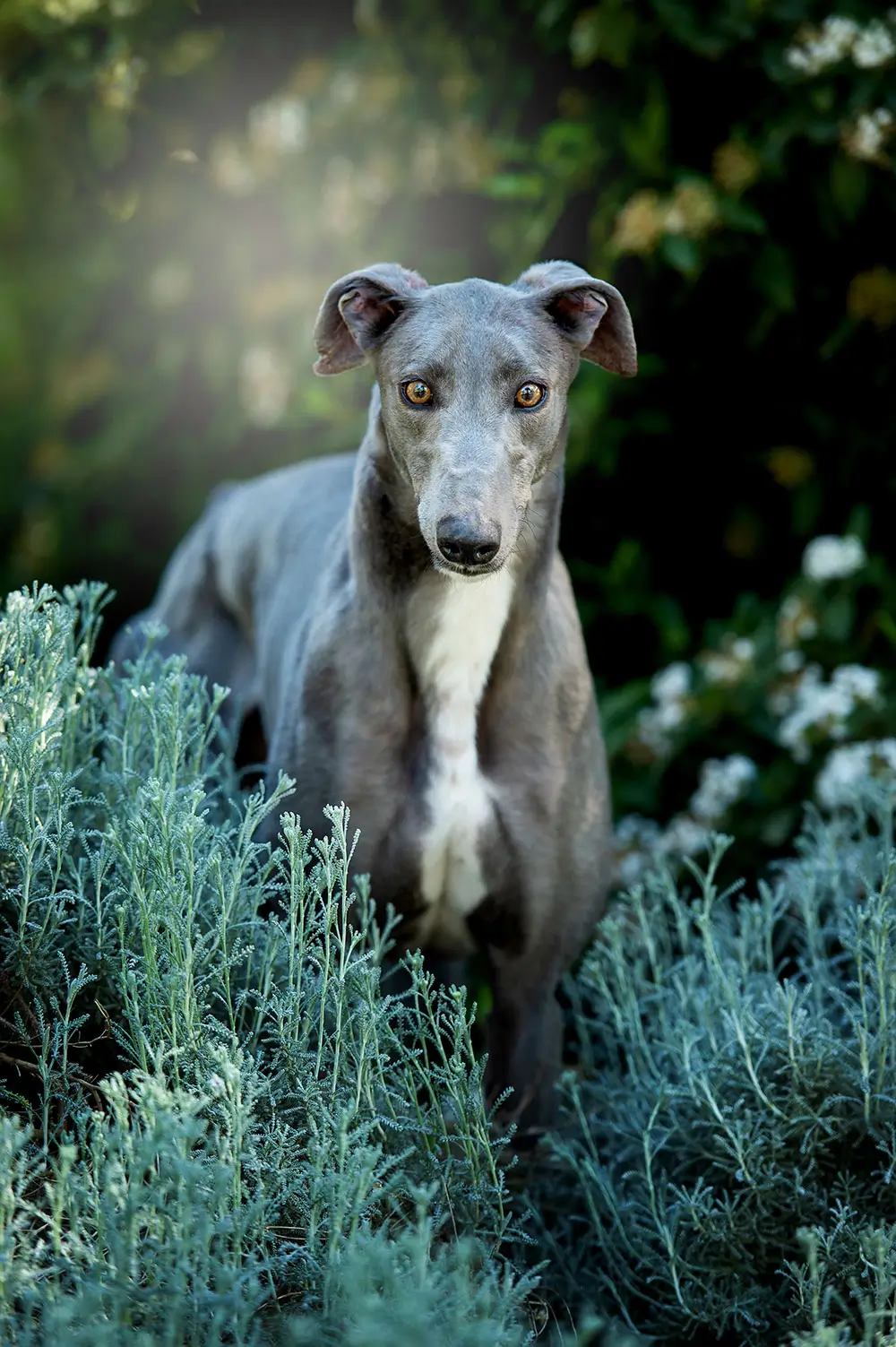 Queensland - National Greyhound Adoption Month