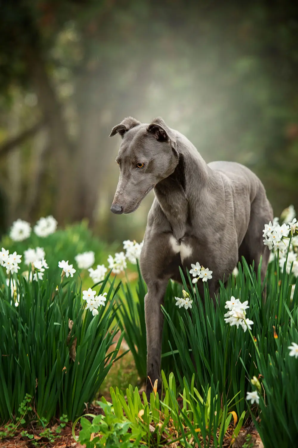 Western Australia - National Greyhound Adoption Month