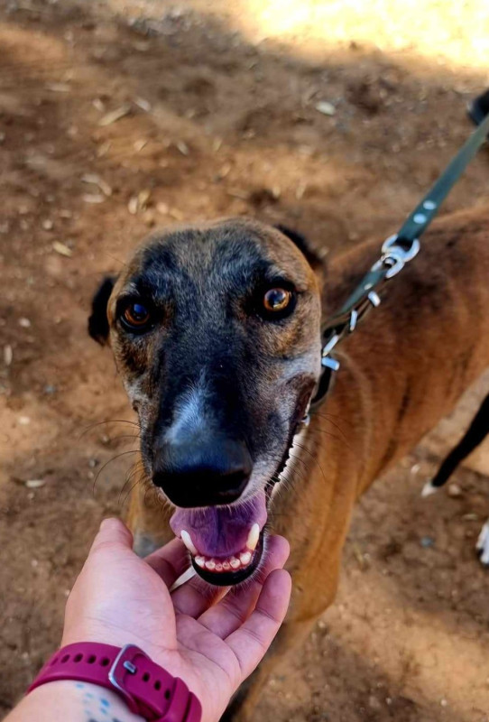 South Australia - National Greyhound Adoption Month