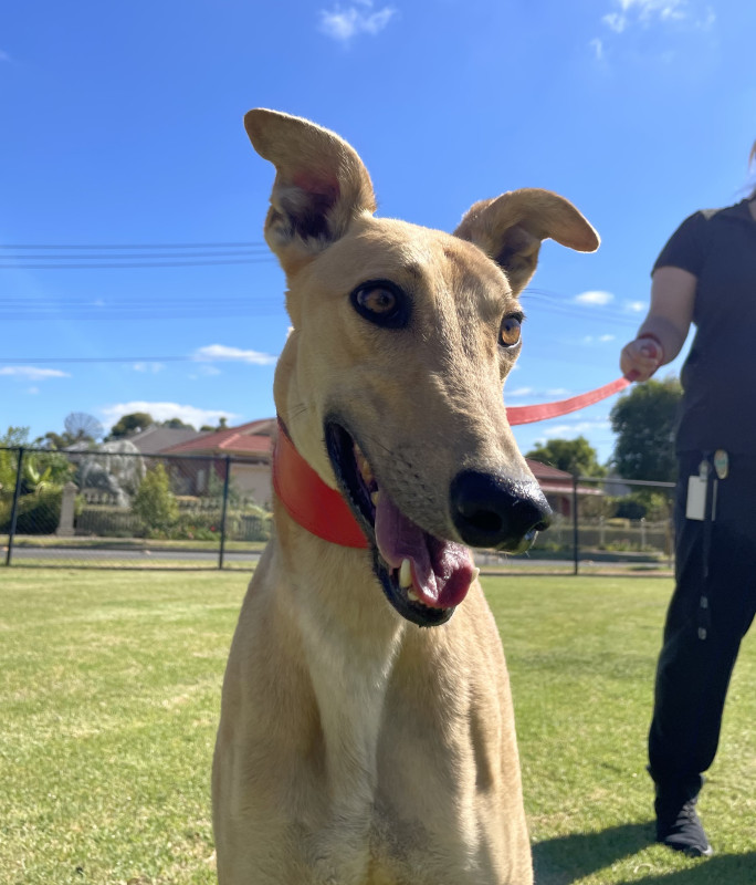South Australia - National Greyhound Adoption Month