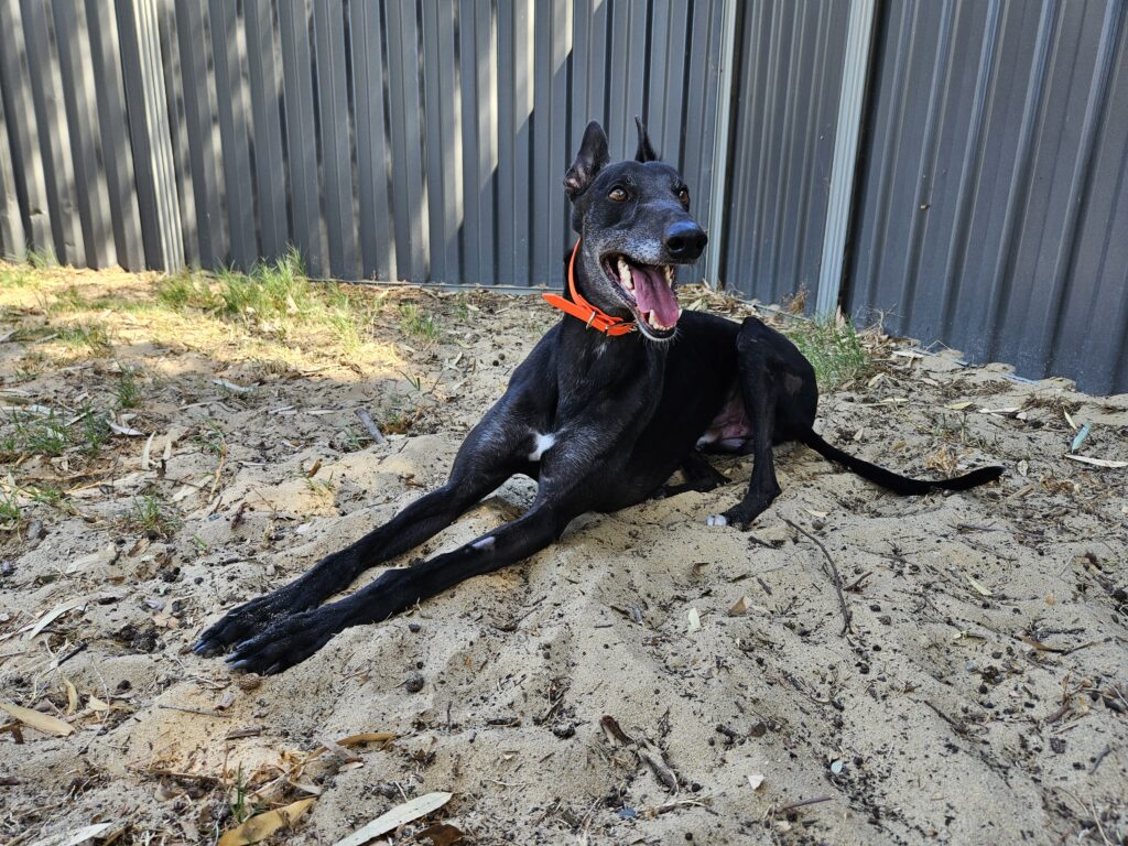 Western Australia - National Greyhound Adoption Month