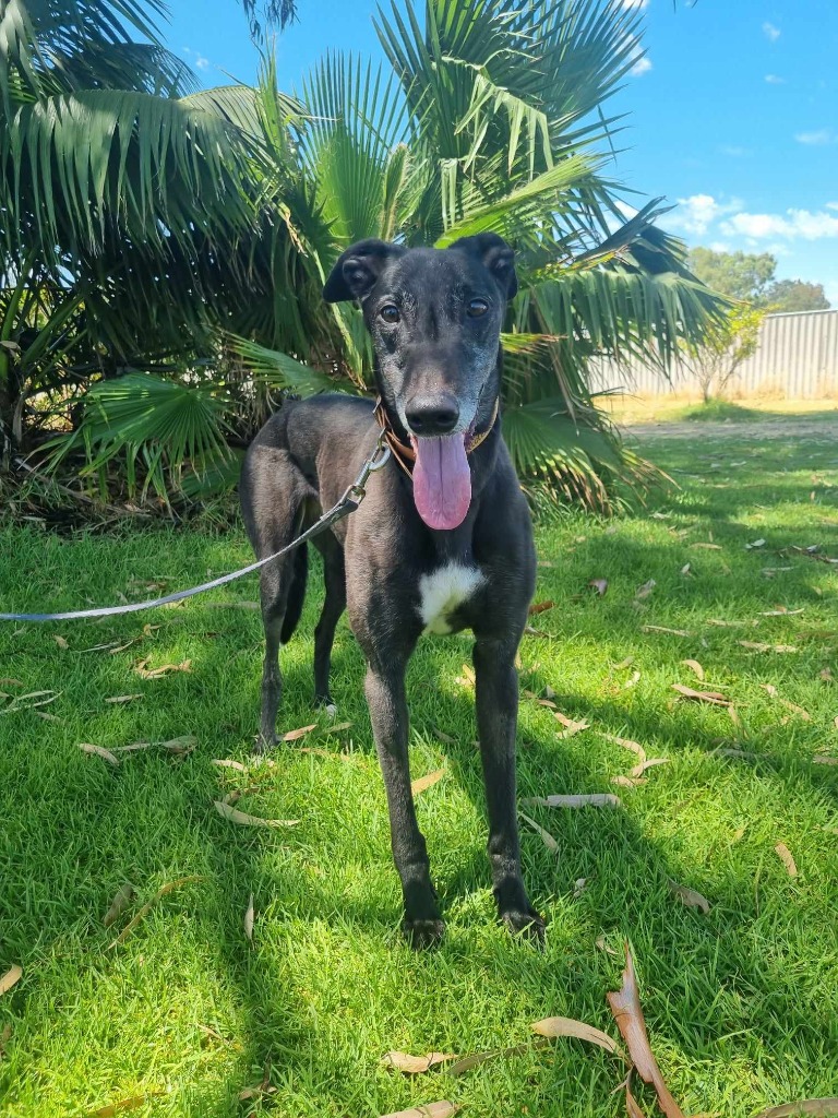 Western Australia - National Greyhound Adoption Month