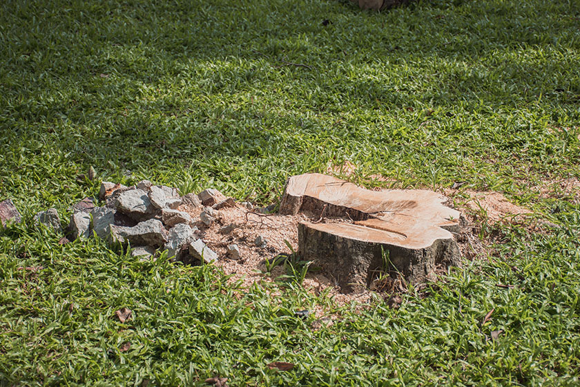 The Best Stump Cutting Service in Davie, FL | Everglades Lawn and Landscaping
