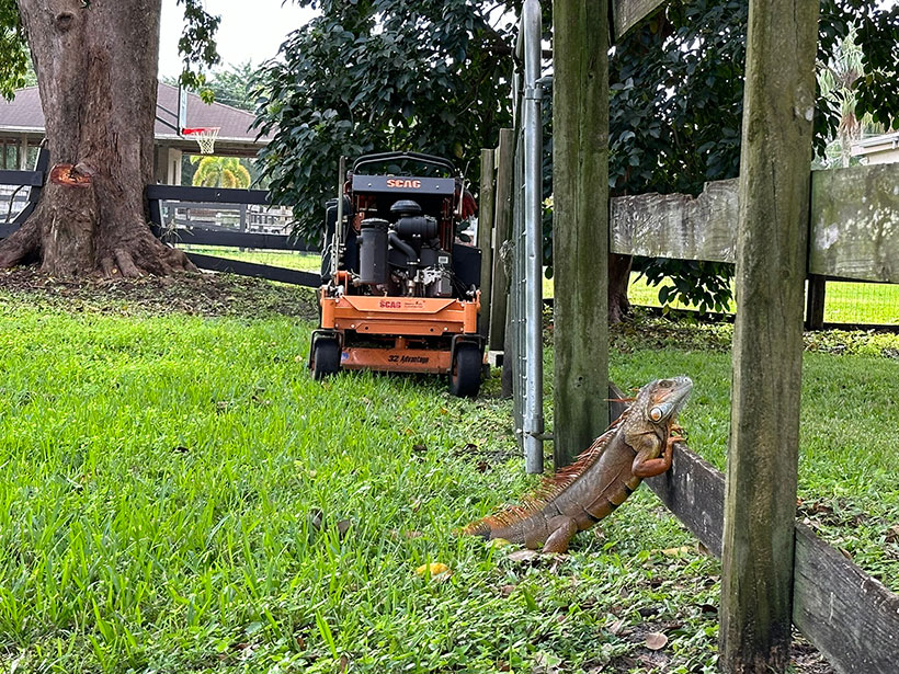The Best Iguana Control Service in Davie, FL | Everglades Lawn and ...