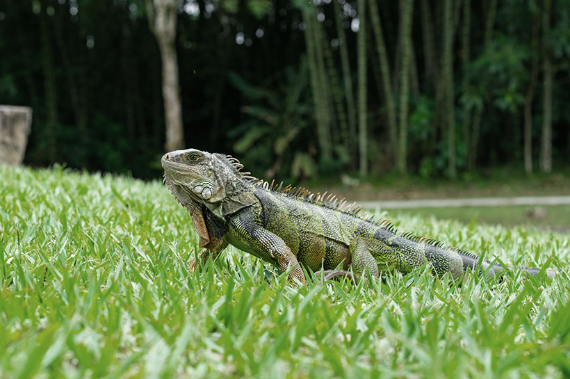 The Best Iguana Control Service in Davie, FL | Everglades Lawn and ...