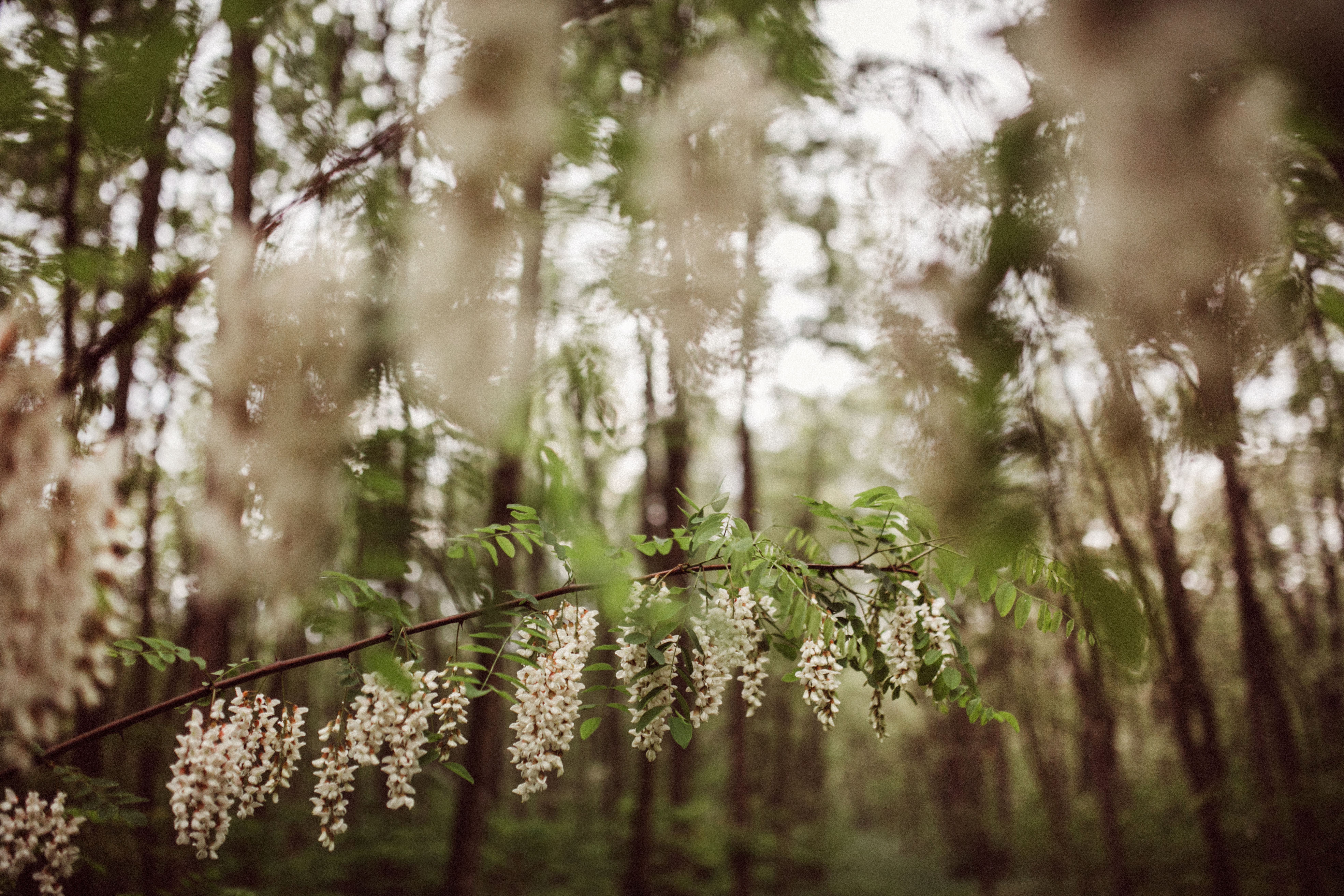 Black Locust tree - The most suitable lumber for exterior architecture ...