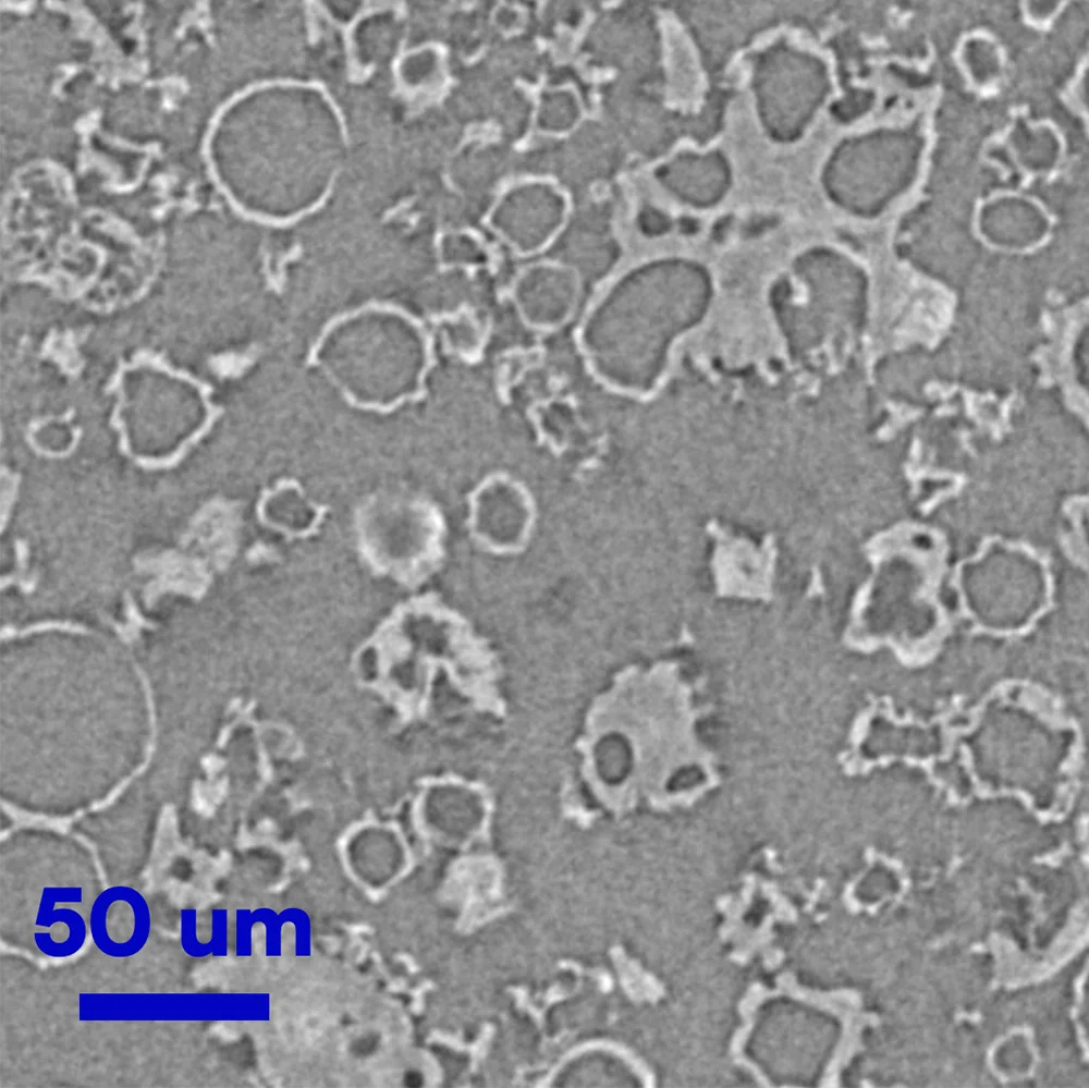 In Silico Dissolution - DigiM Solution