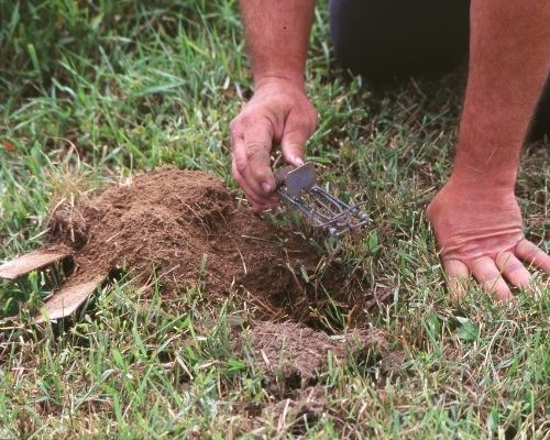 Top Rated Pest Control In Woodland Hills CA | Bug's A To Z